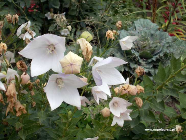 Ogrody zamkowe - Łańcut - atrakcje i zabytki (strona 2)