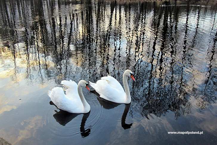 Rzeka Drawa - łabędzie w Złocieńcu - zdjęcie 40/44