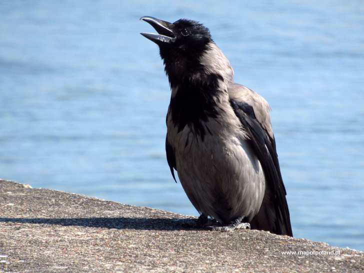 Wrona (corvus cornix) w Gdyni - zdjęcie 1797/1973 - Gdynia