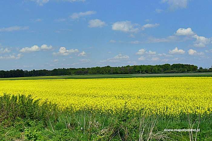 Pole rzepaku - Pomianów Dolny - zdjęcie 46/79